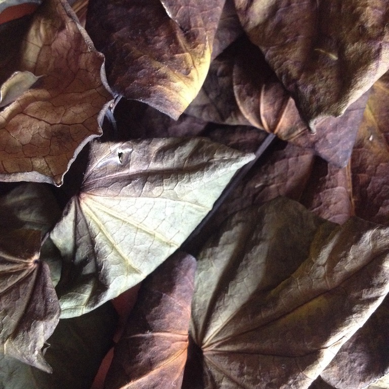 Colour Inspiration From Kawakawa Leaves - Sienna Design